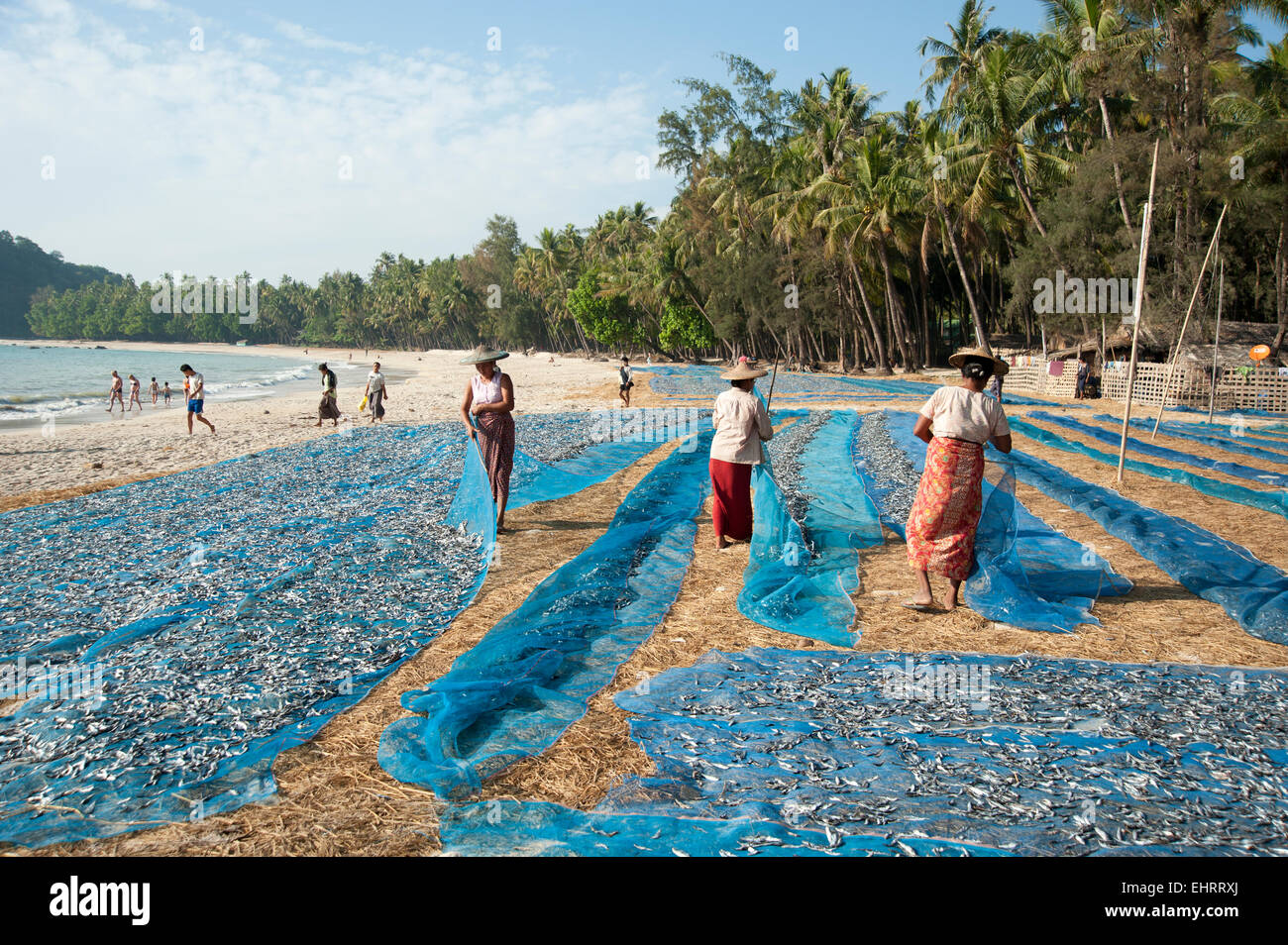 Traditional fish drying in myanmar hi-res stock photography and images ...