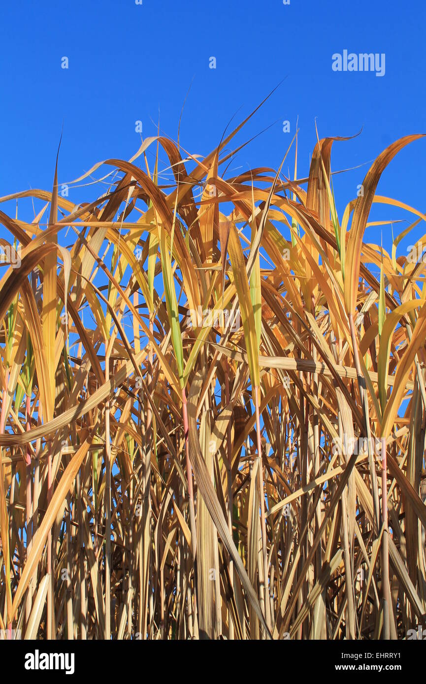 miscanthus grass crop Stock Photo - Alamy
