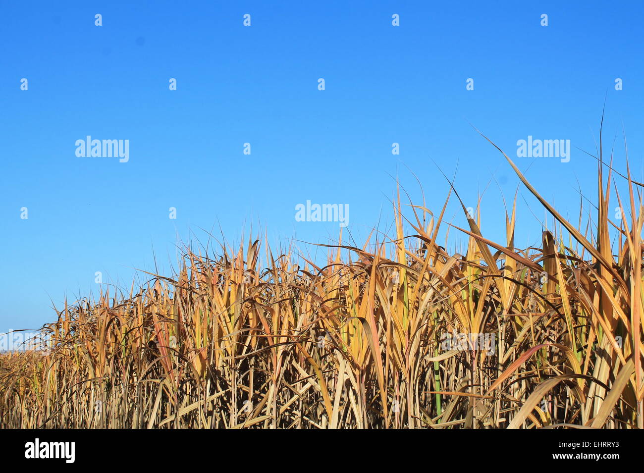 miscanthus grass crop Stock Photo - Alamy