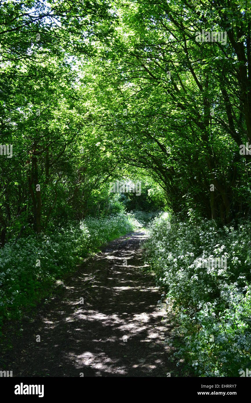Tree lined country footpath Stock Photo - Alamy