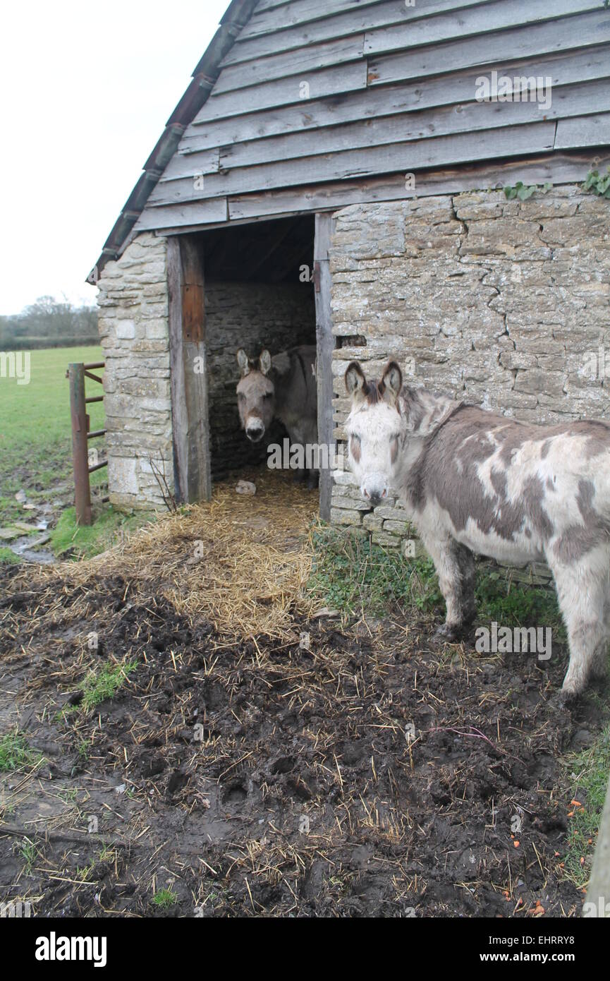 Donkeys stable hi-res stock photography and images - Alamy