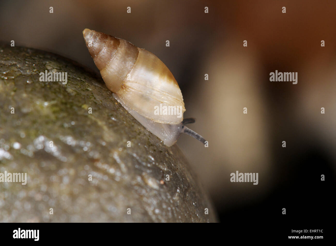 Sea mouse hi-res stock photography and images - Alamy