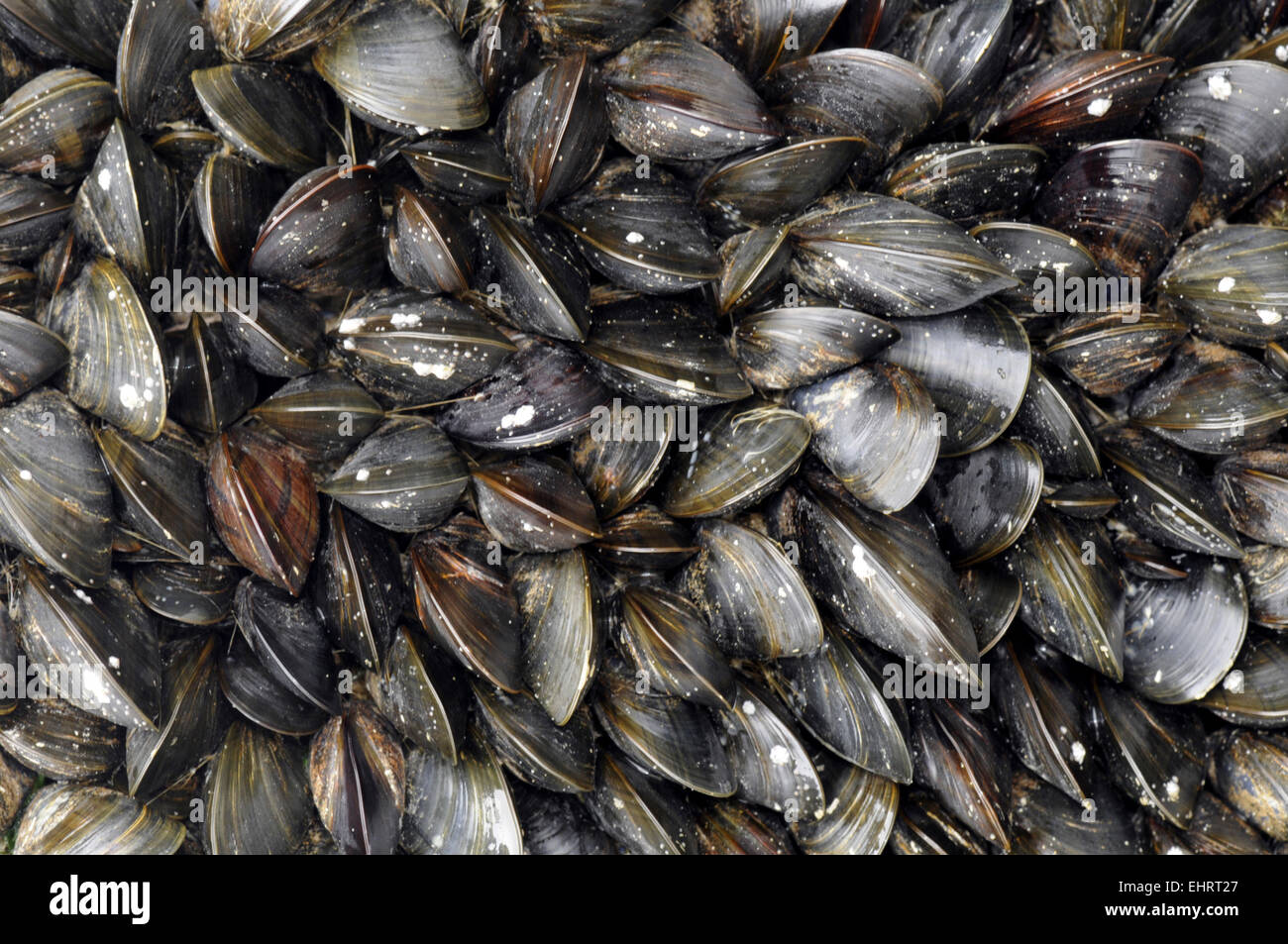 Common mussel mytilus edulis hi-res stock photography and images - Alamy