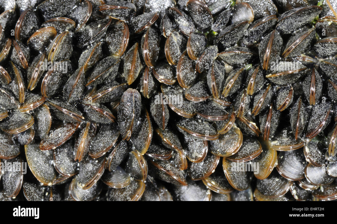 Common Mussel - Mytilus edulis Stock Photo - Alamy