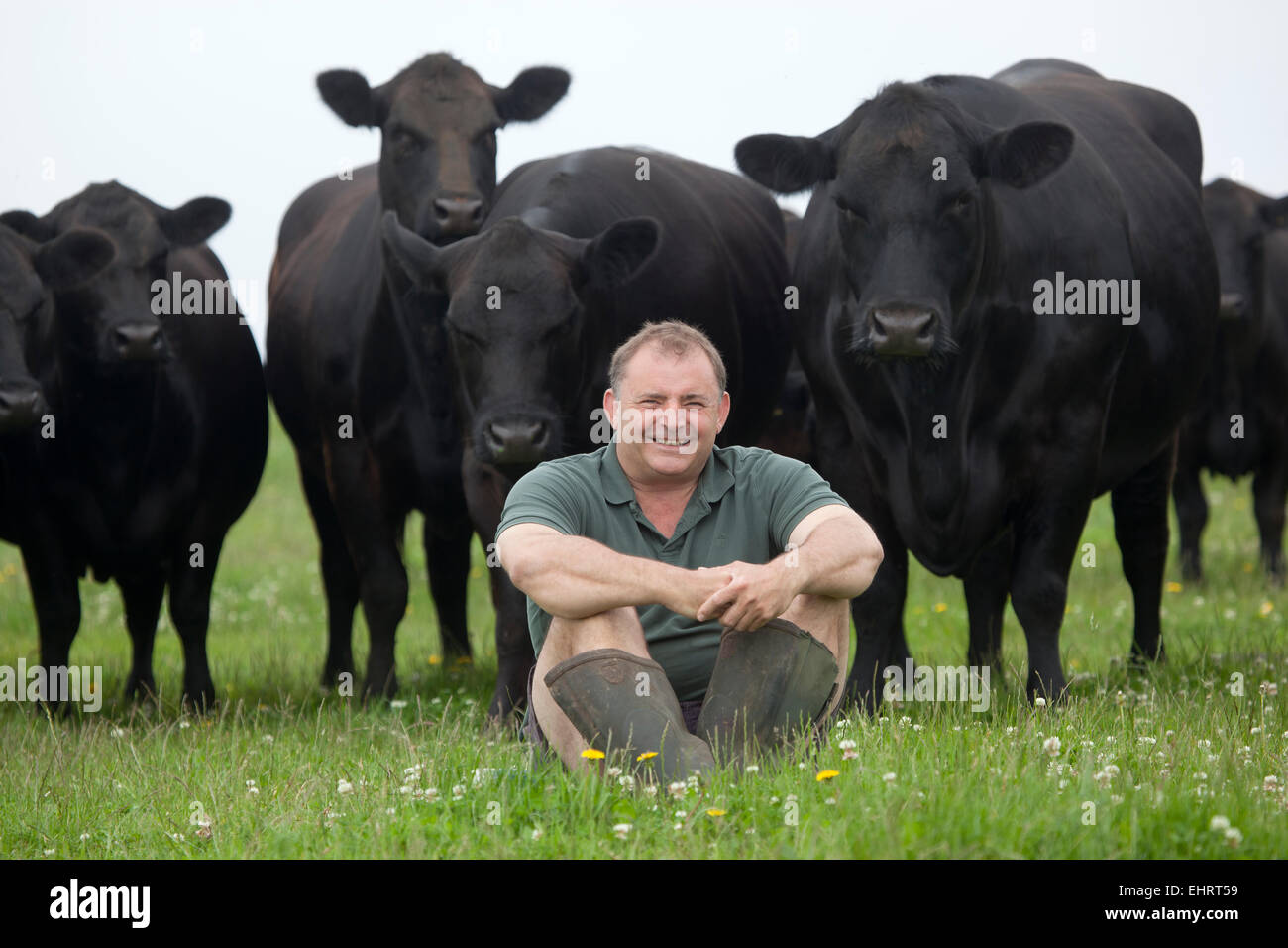 Black angus cattle farm hi-res stock photography and images - Alamy