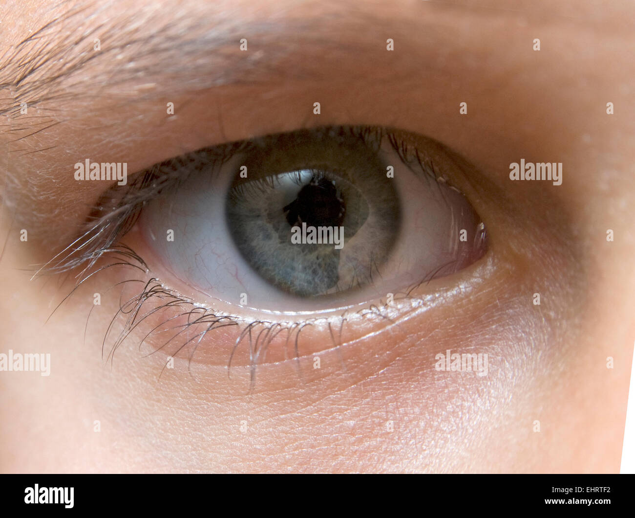 This is a close-up of human eye. This is a gray eye Stock Photo - Alamy