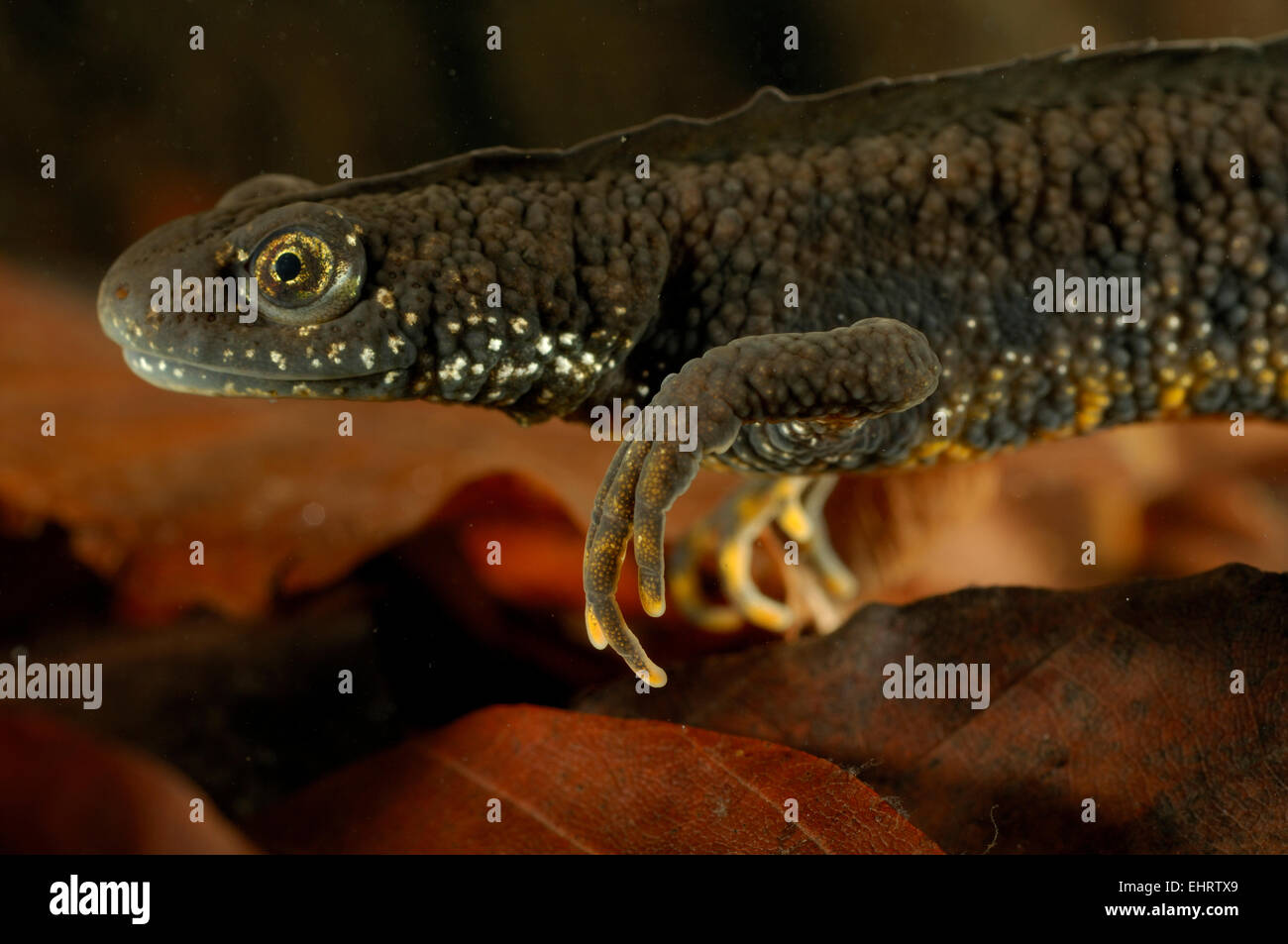 Great Crested Newt Male High Resolution Stock Photography and Images ...