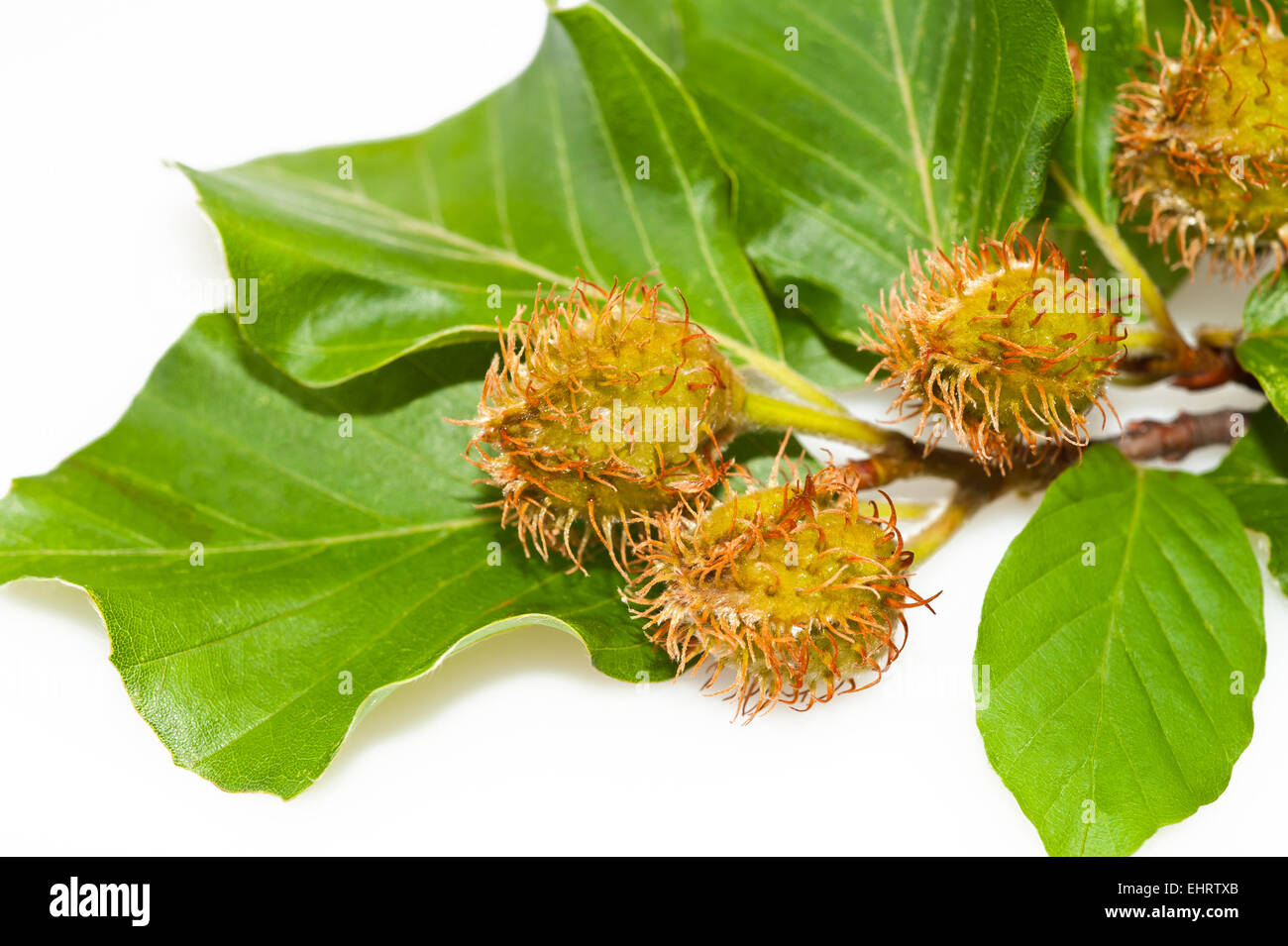 Beech tree seeds hi-res stock photography and images - Alamy