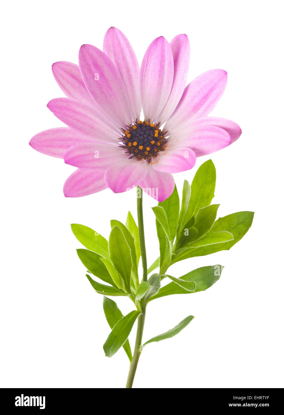 Flower daisy nature Cut Out Stock Images & Pictures - Alamy