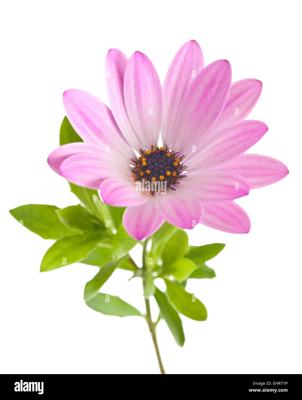 Purple daisy flower blue hi-res stock photography and images - Alamy