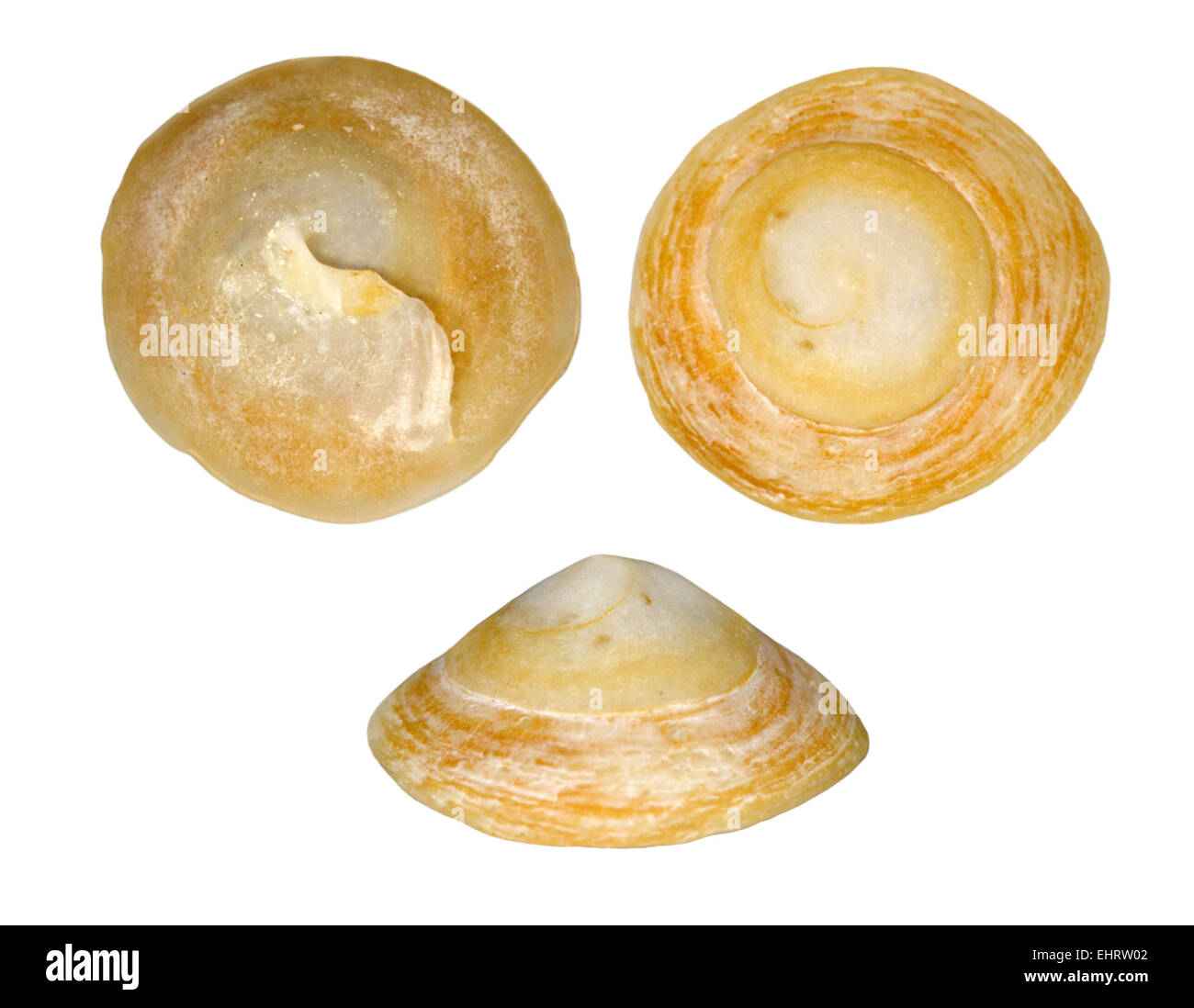 Calyptraea chinensis hi-res stock photography and images - Alamy