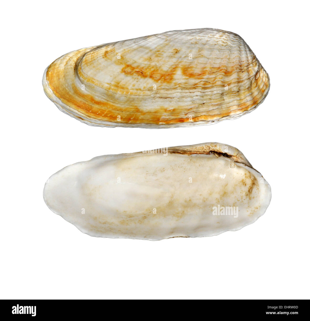 American coastal Cut Out Stock Images & Pictures - Alamy