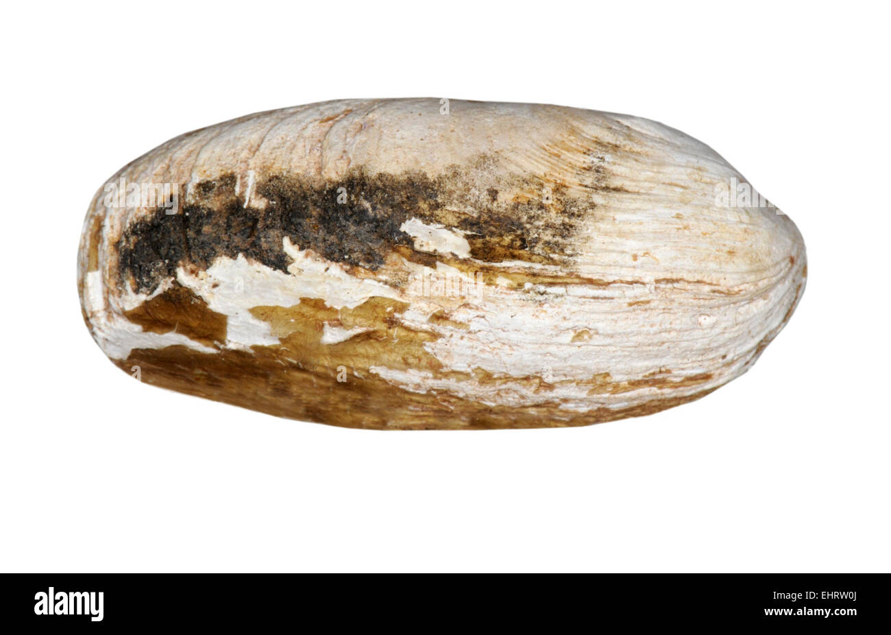 Borer hi-res stock photography and images - Alamy