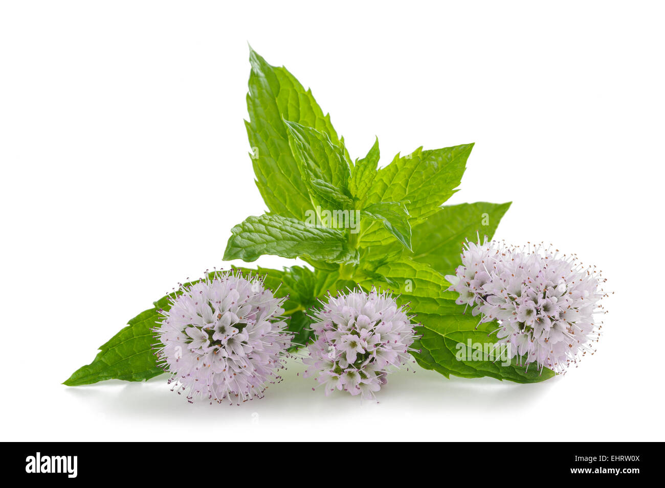 Peppermint Plant With Flower