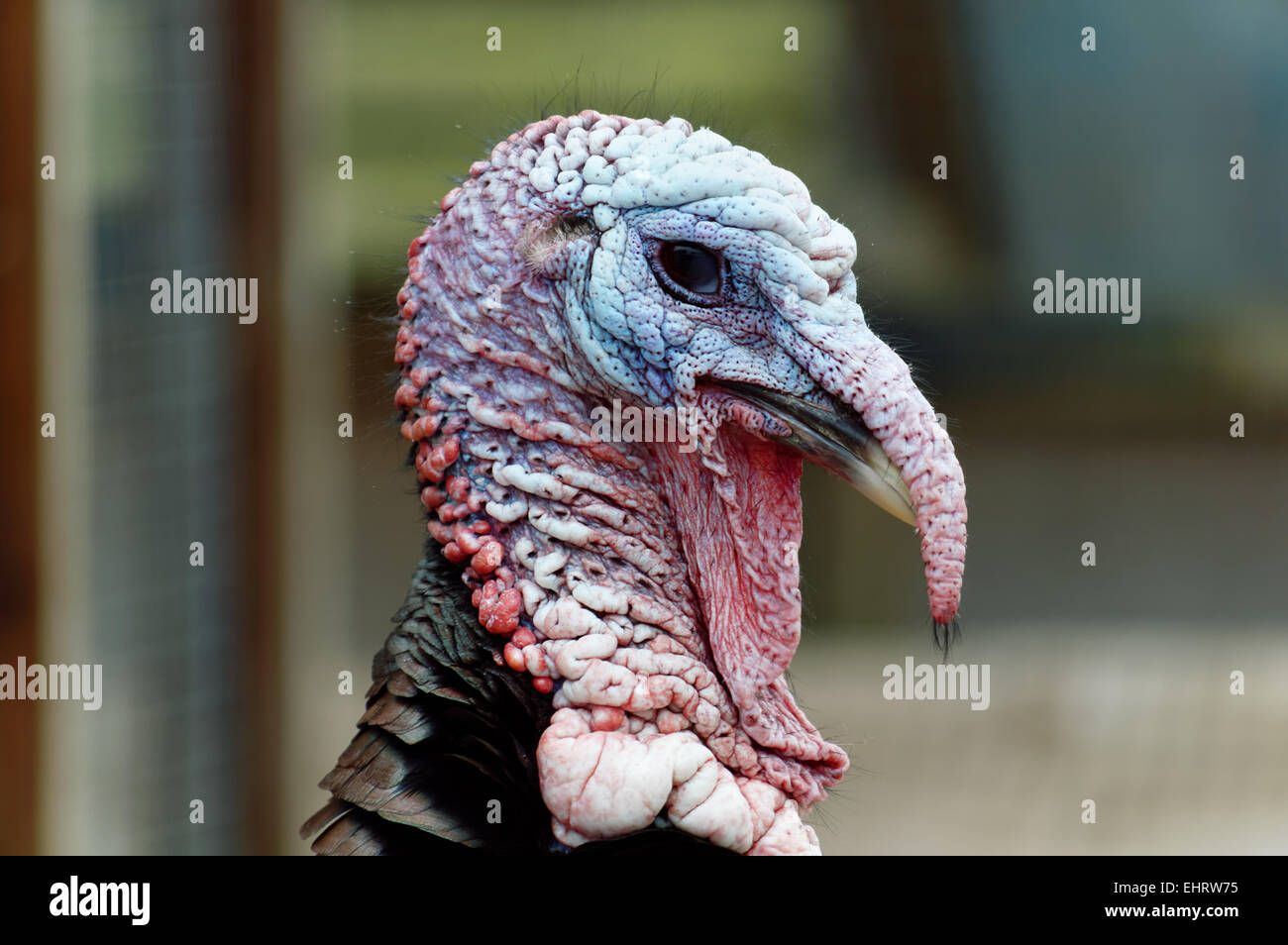 Deformed Neck High Resolution Stock Photography and Images - Alamy