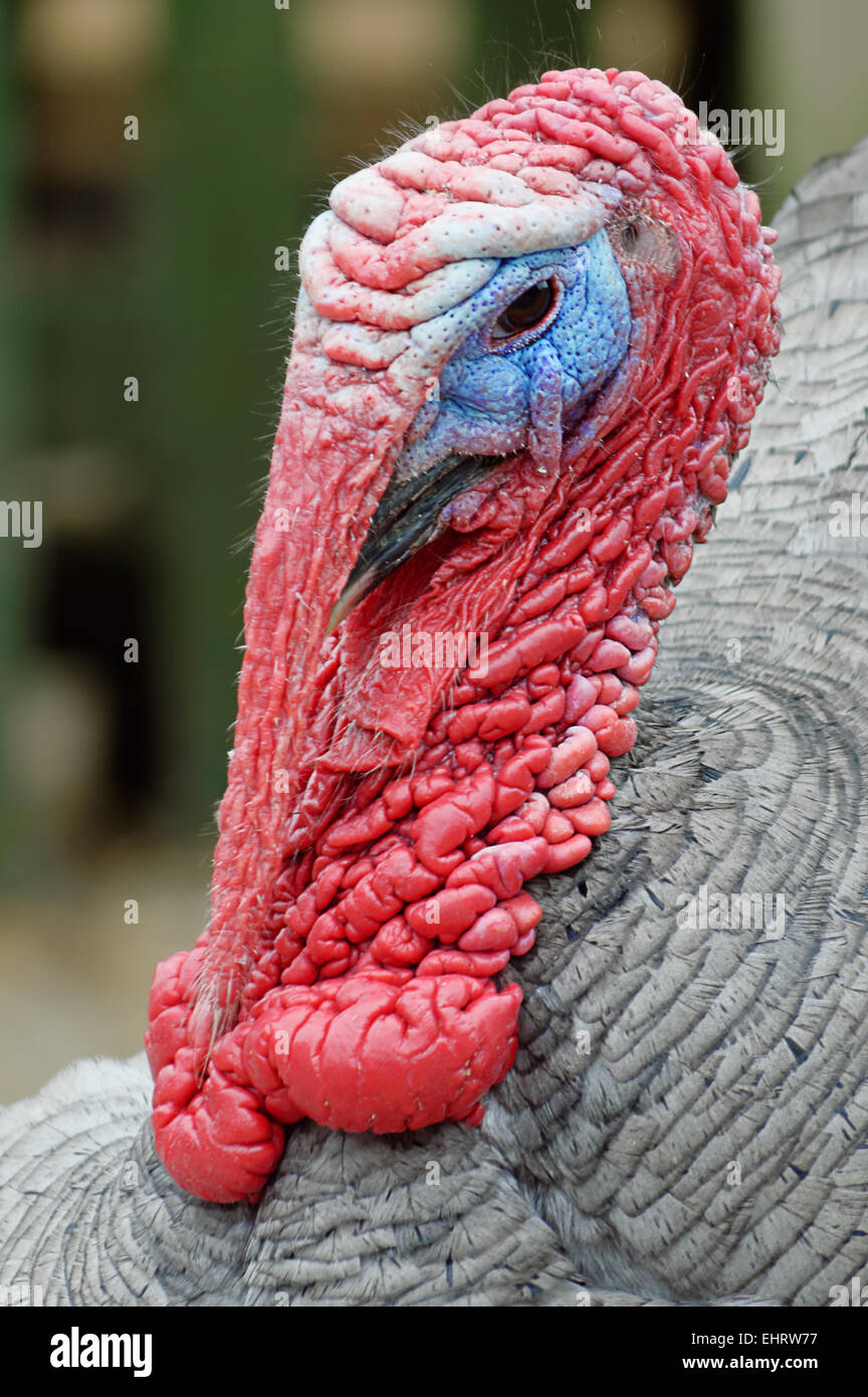 Ugly turkey deformed face hi-res stock photography and images - Alamy