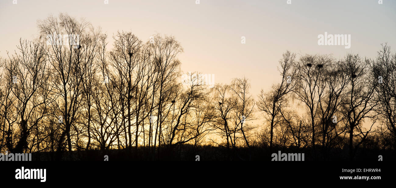 Panoramic line of winter trees at sunrise. UK Stock Photo - Alamy