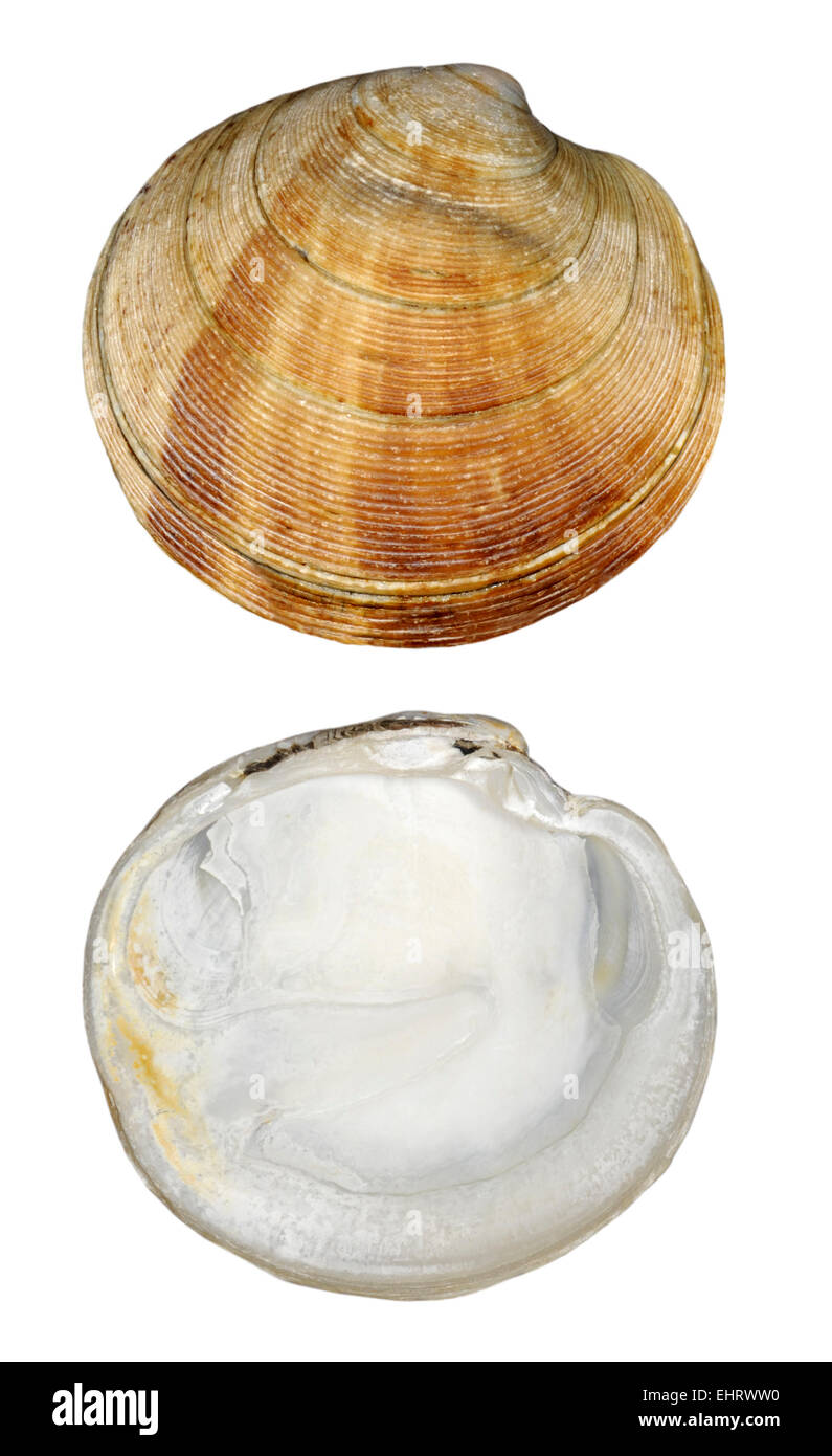 Dosinia Exoleta High Resolution Stock Photography and Images - Alamy