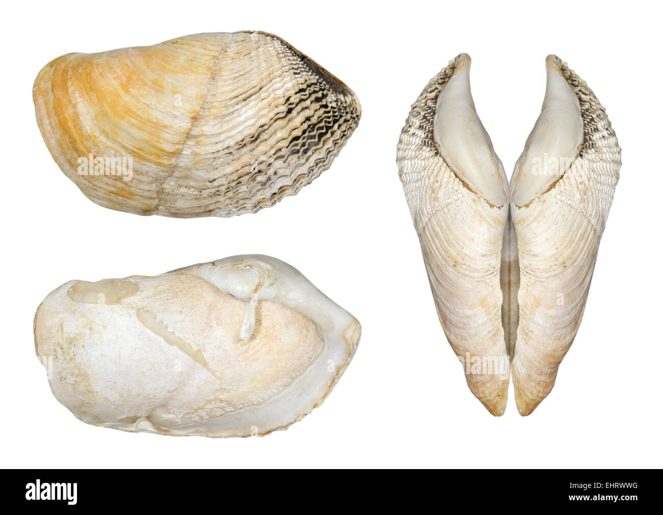 Zirfaea crispata hi-res stock photography and images - Alamy