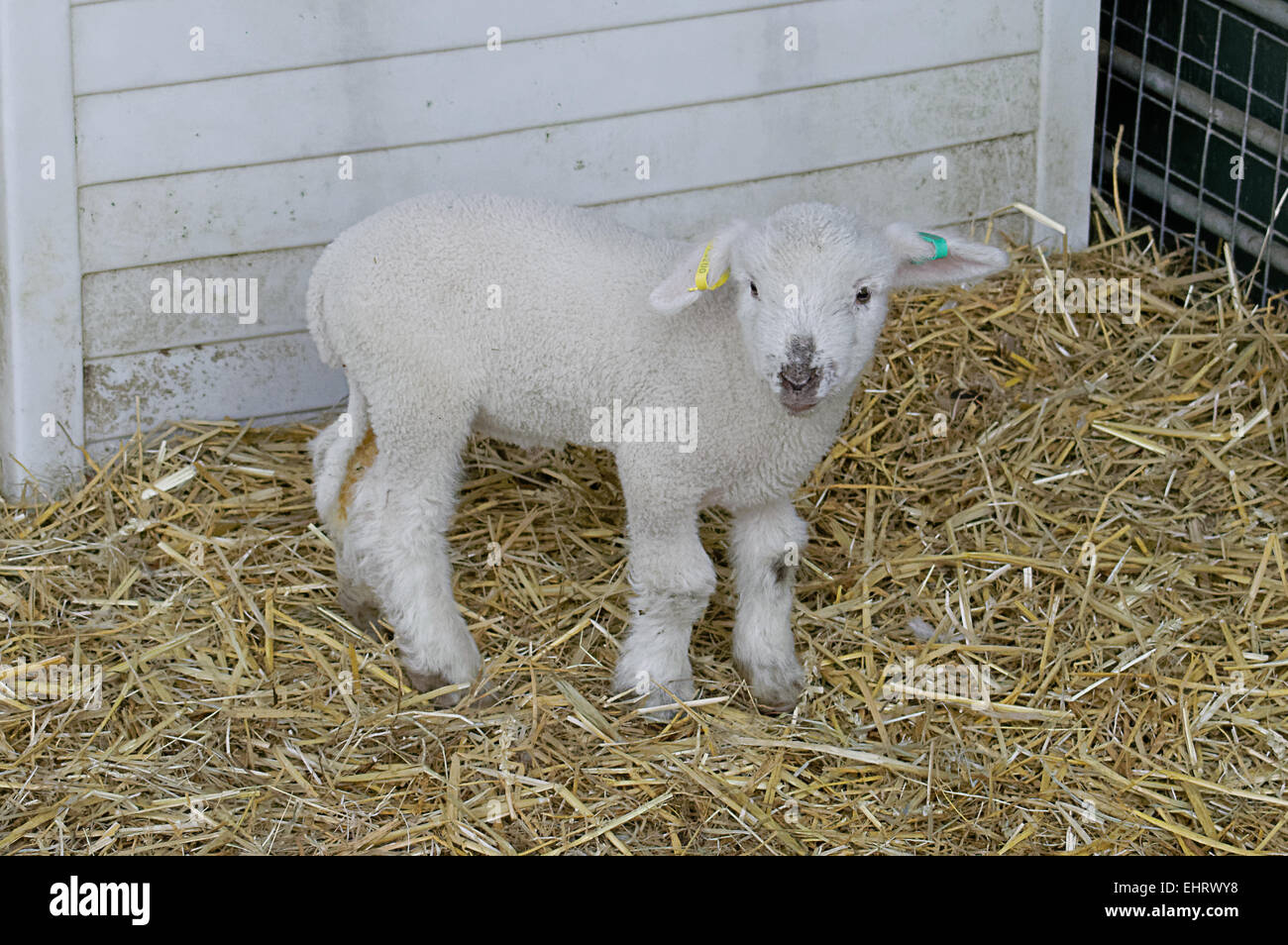 Sheep in the manger hi-res stock photography and images - Alamy