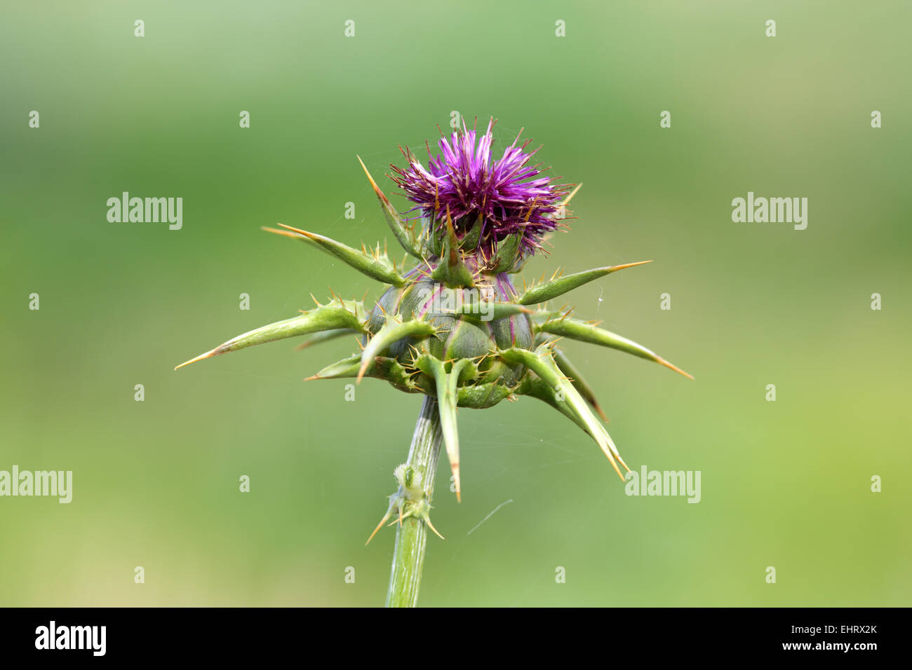 Crown and thistle hi-res stock photography and images - Alamy