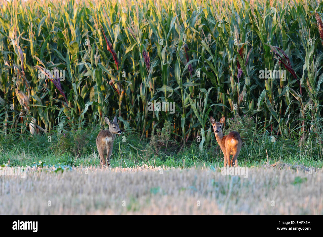 Deer corn hi-res stock photography and images - Alamy