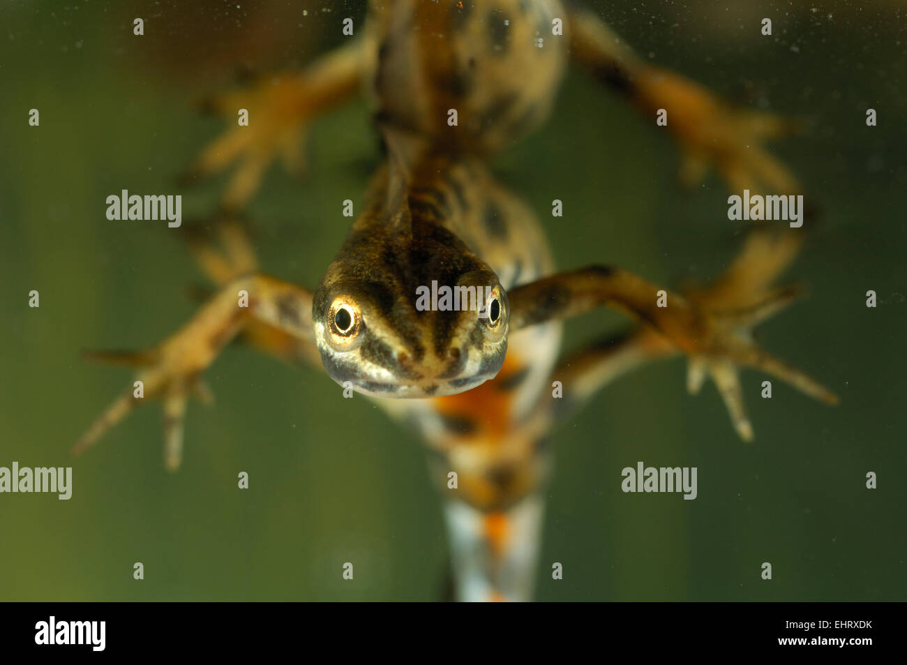 Common Water Newt High Resolution Stock Photography and Images - Alamy