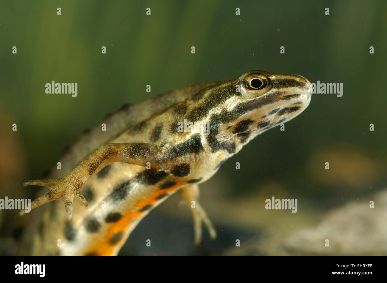 Common Water Newt High Resolution Stock Photography and Images - Alamy