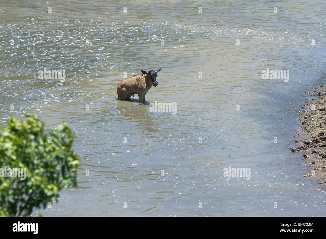 wilderbeast,Gnu,Connochaetes taurinus,cub in a river Stock Photo - Alamy