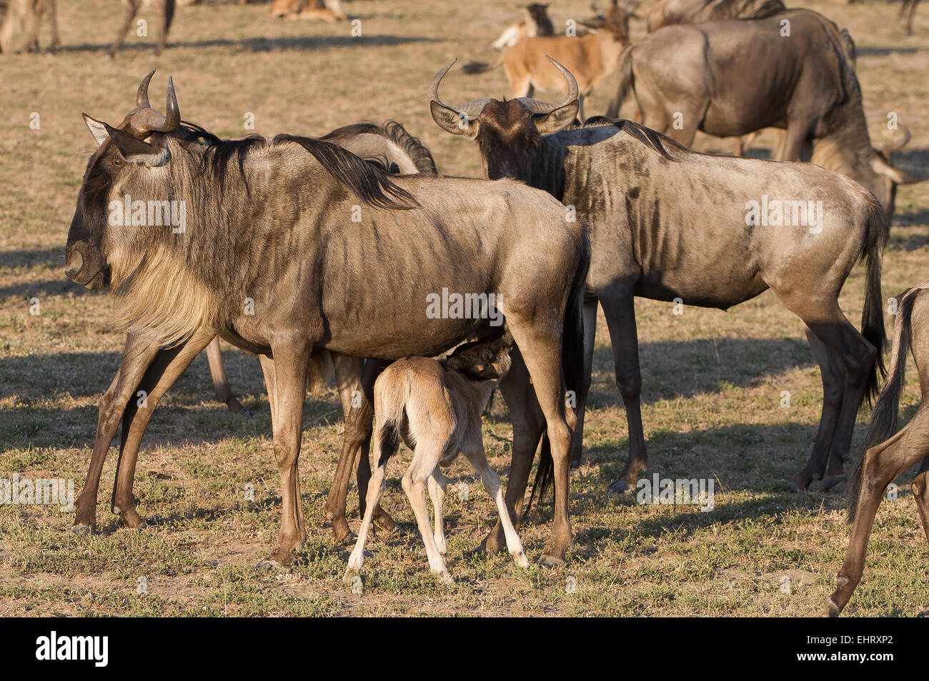 wilderbeast,Gnu,Connochaetes taurinus, feeding a cub Stock Photo - Alamy
