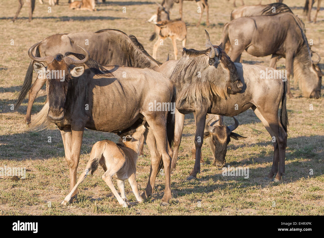 Gnu Cub High Resolution Stock Photography and Images - Alamy