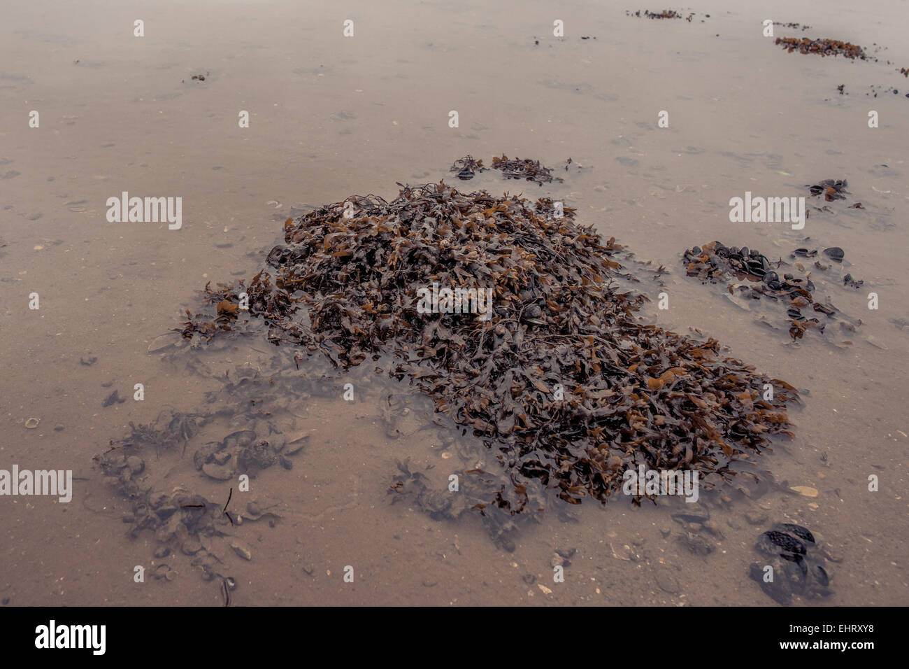 Seaweed and ocean foam hi-res stock photography and images - Alamy