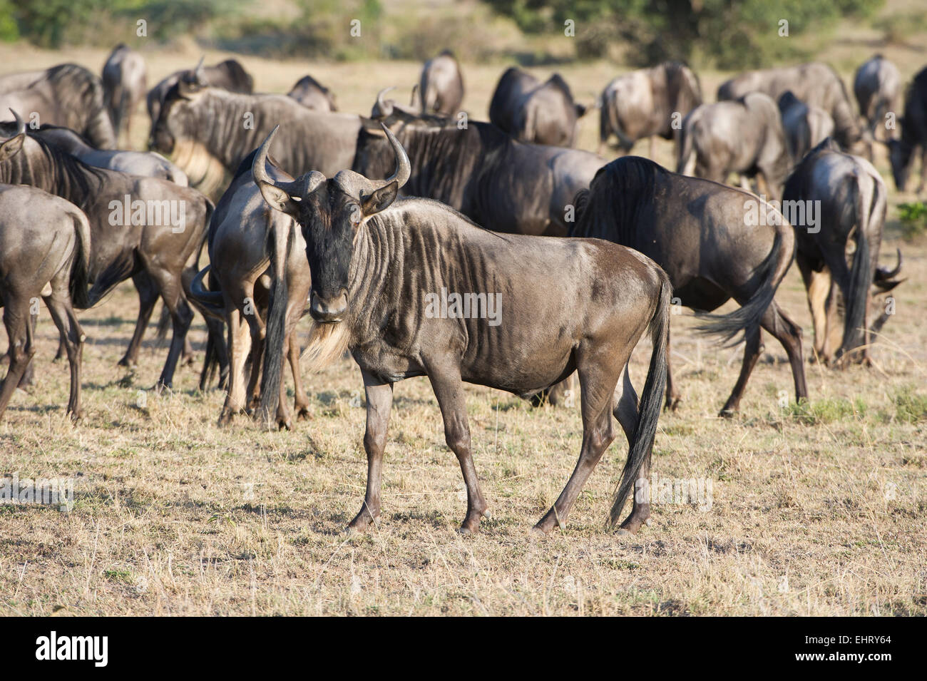 Wilderbeast kenya hi-res stock photography and images - Alamy