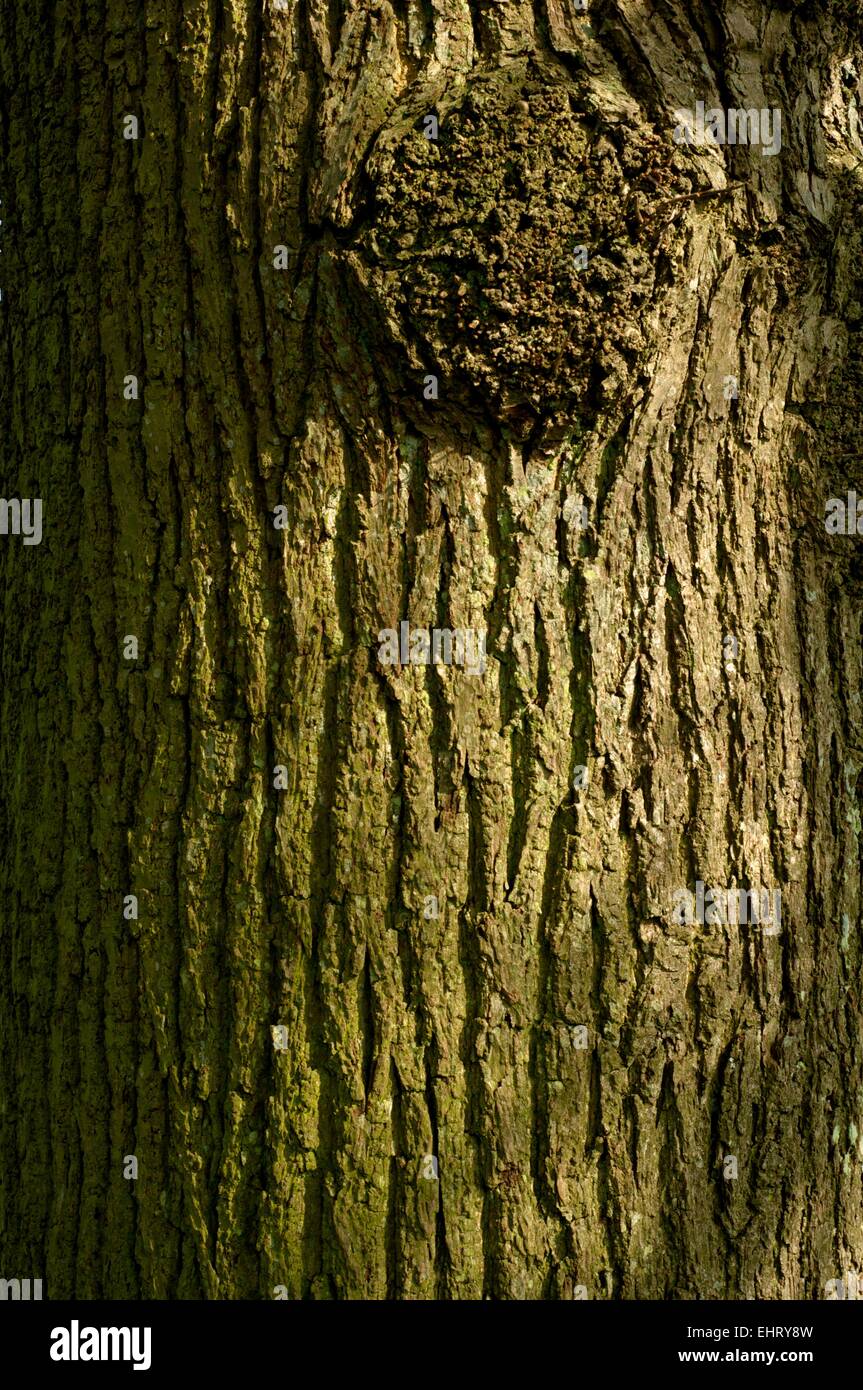 Gnarly timber hi-res stock photography and images - Alamy