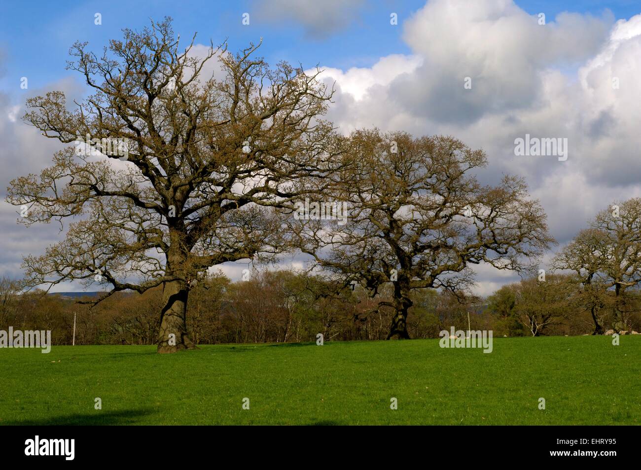 Mature trees on a sheep farm in late Spring in the English countryside ...