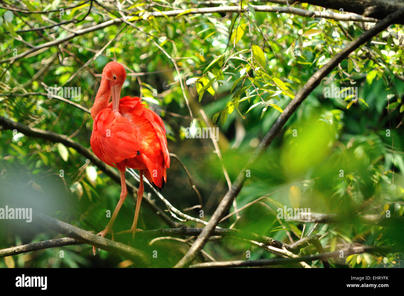 A scarlet ibis on a tree branch Stock Photo - Alamy