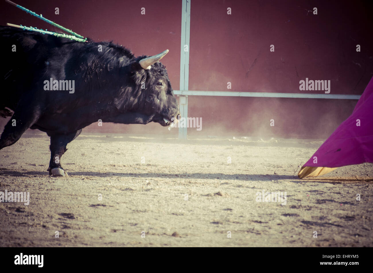 Fighting bull picture from Spain. Black bull Stock Photo - Alamy