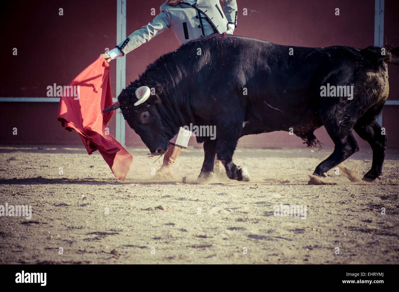 Fighting bull picture from Spain. Black bull Stock Photo - Alamy