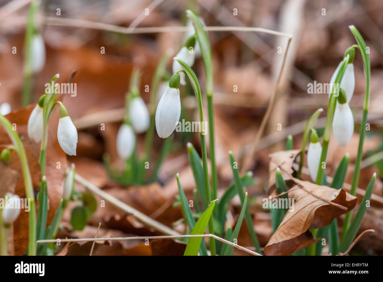 Fresh snowdrop flowers on the forest floor Stock Photo - Alamy
