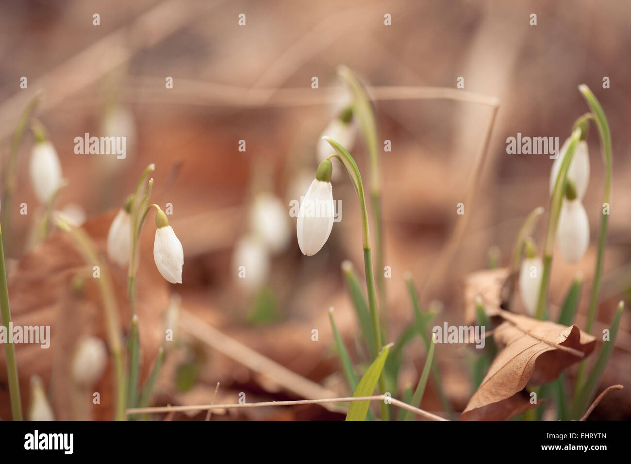 Fresh snowdrop flowers on the forest floor Stock Photo - Alamy