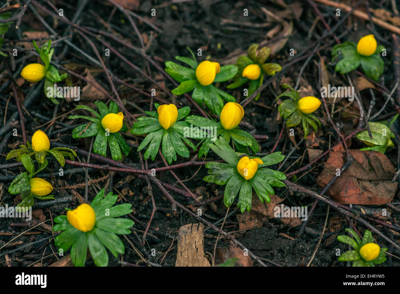 Yellow eranthis flowers blooming ag springtime Stock Photo - Alamy
