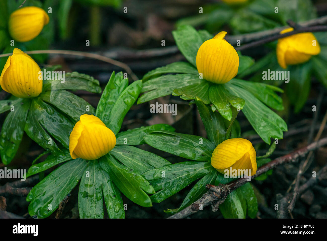 Yellow eranthis flowers blooming ag springtime Stock Photo - Alamy