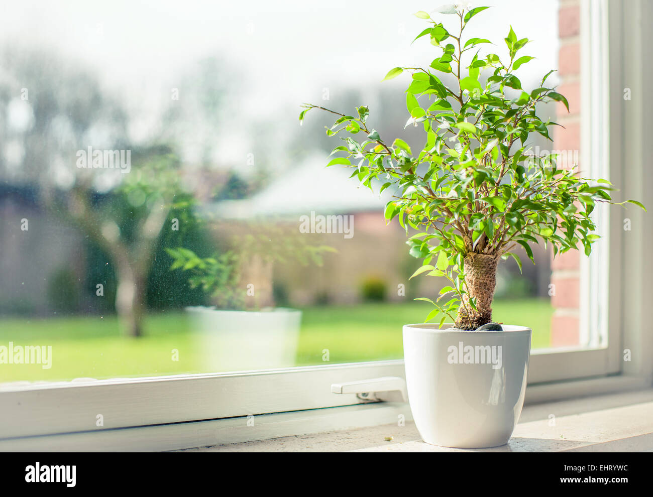 Small tree in a window Stock Photo - Alamy