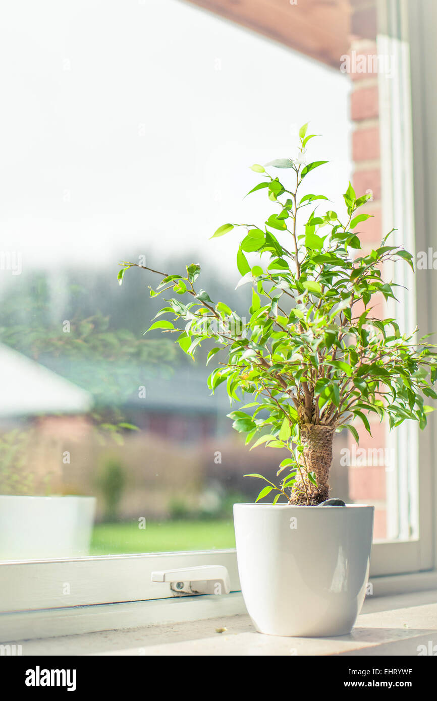 Small green tree in a window Stock Photo - Alamy
