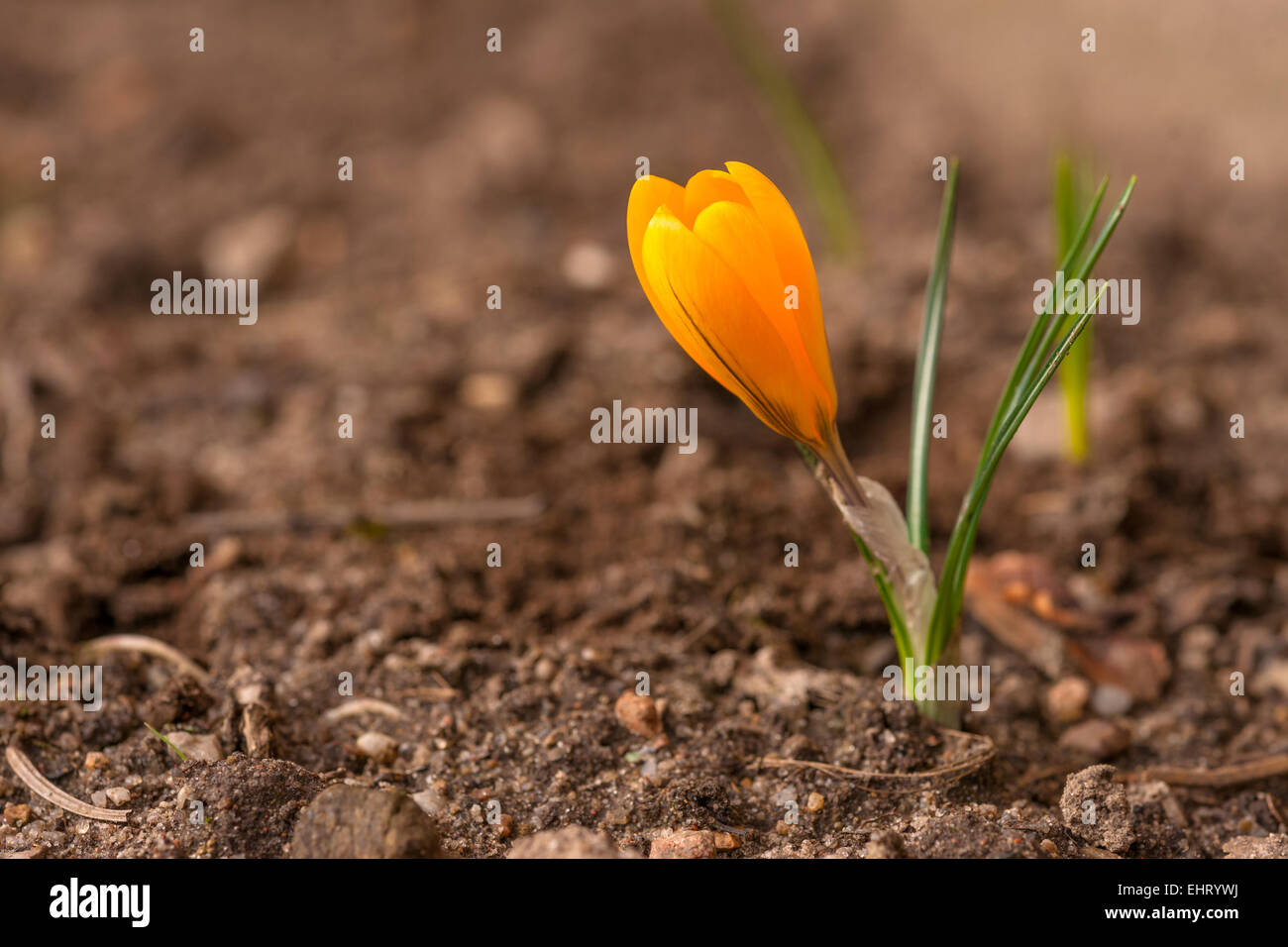 Orange crocus flower at springtime Stock Photo - Alamy