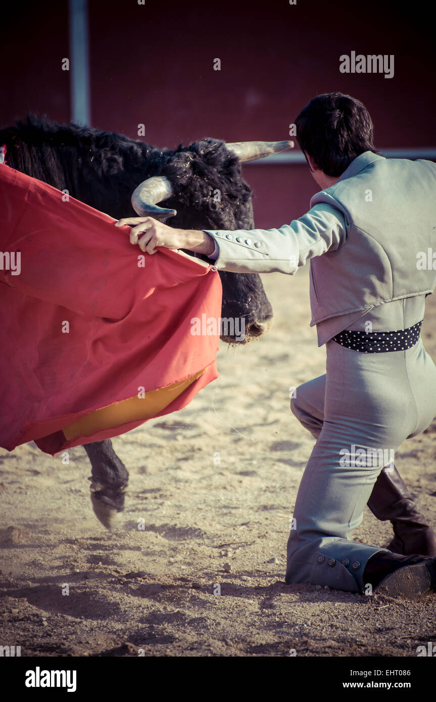 Entertainment, spectacle of bullfighting, where a bull fighting a ...