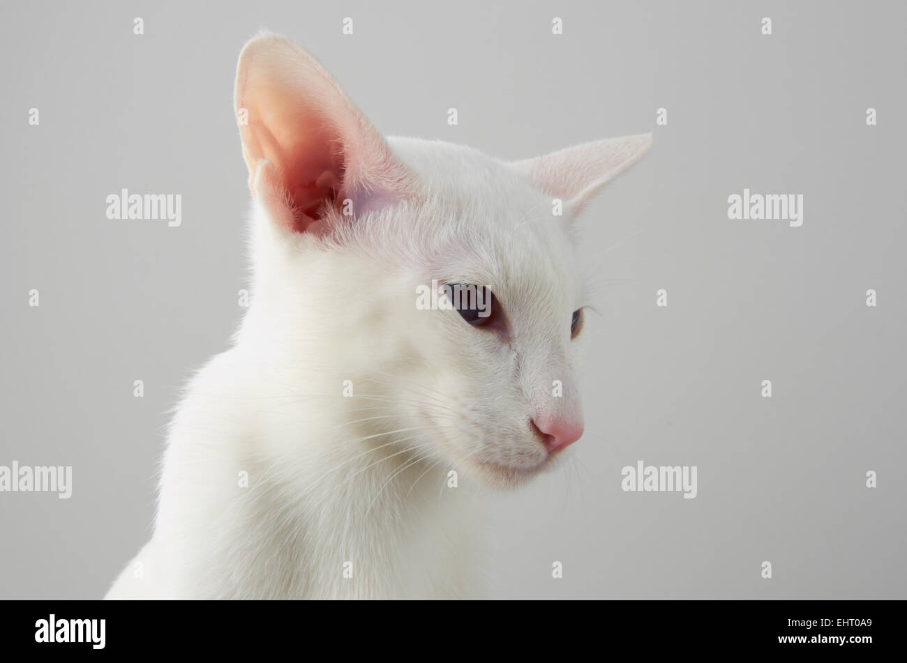 Foreign White Siamese Stock Photo - Alamy