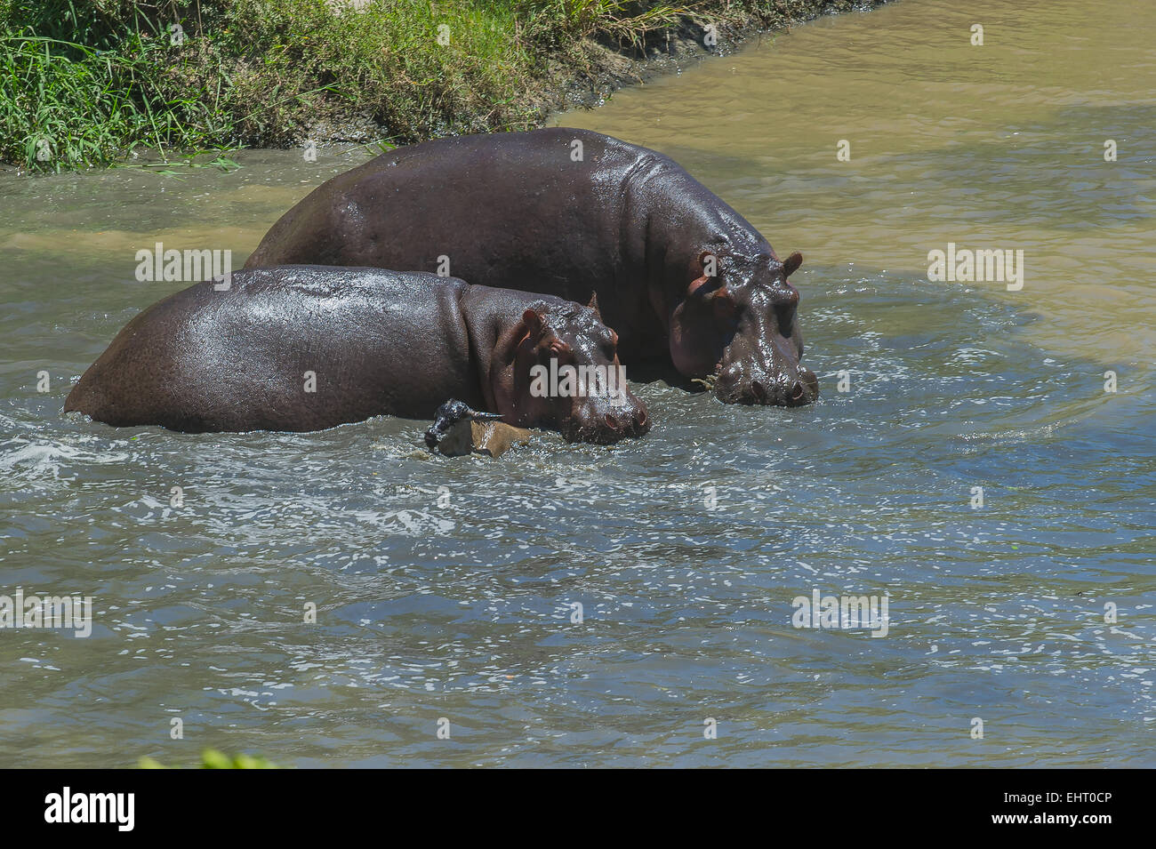 Big old hippo huge hi-res stock photography and images - Alamy