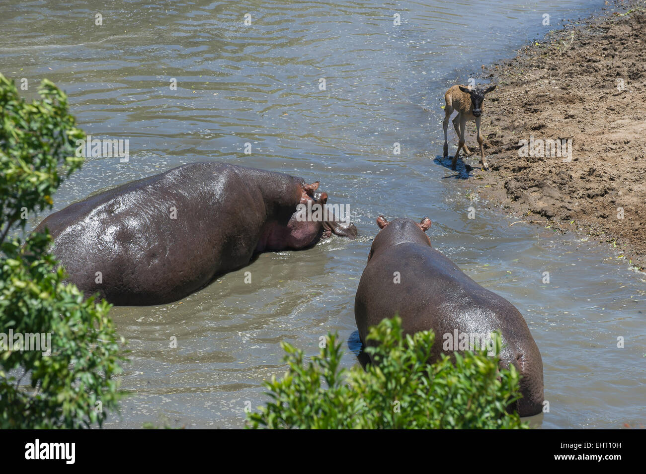 A hippo is killing and eating a 2 days old Wildebeest Stock Photo - Alamy