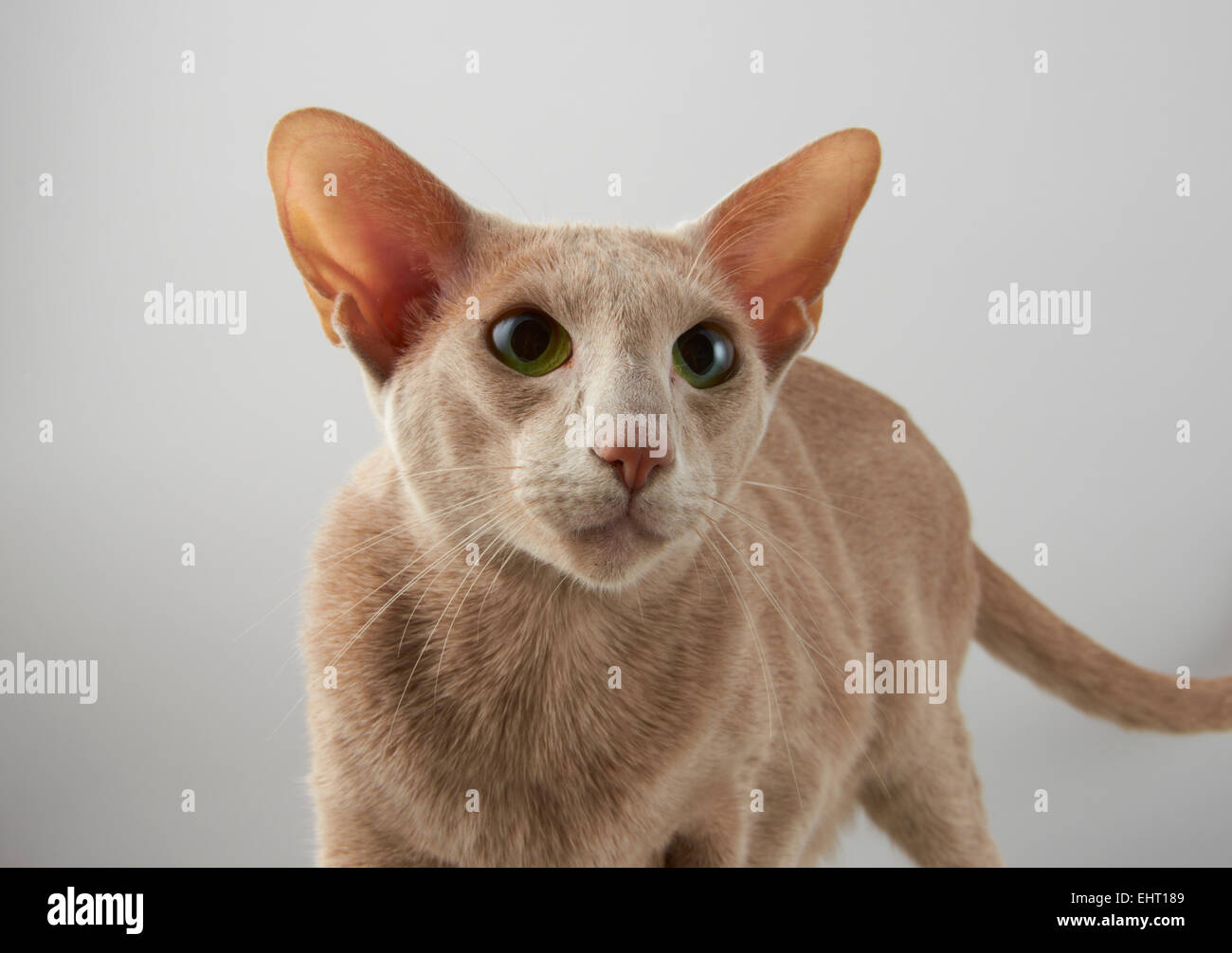 Pedigree cat judging hi-res stock photography and images - Alamy